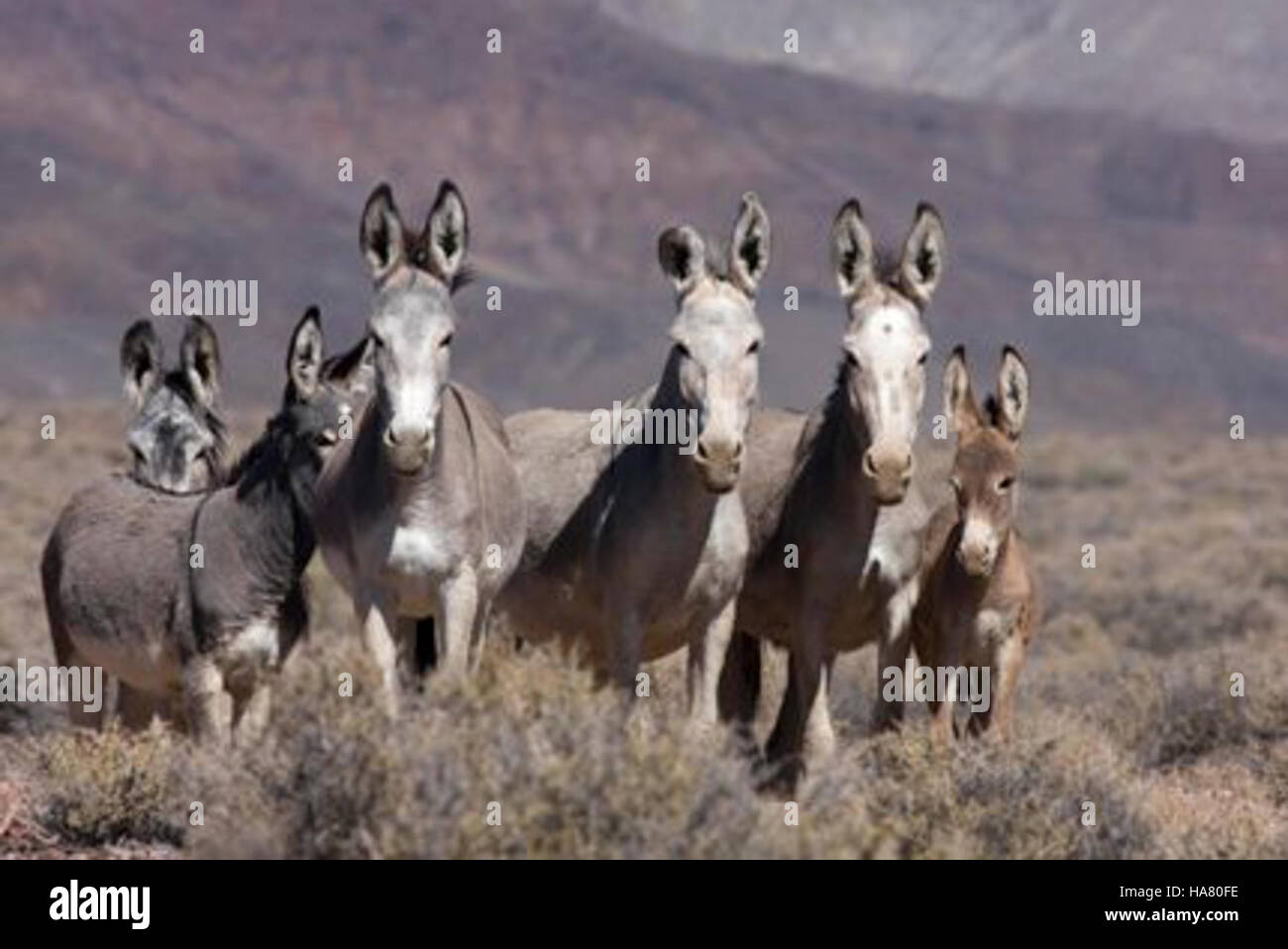 The Marietta Wild Burro Range in Nevada is a protected area dedicated ...