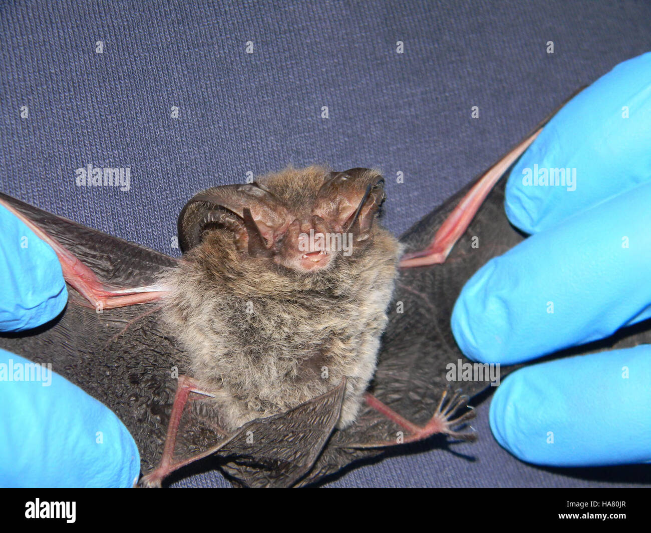 Rafinesque's big eared bat hi-res stock photography and images - Alamy