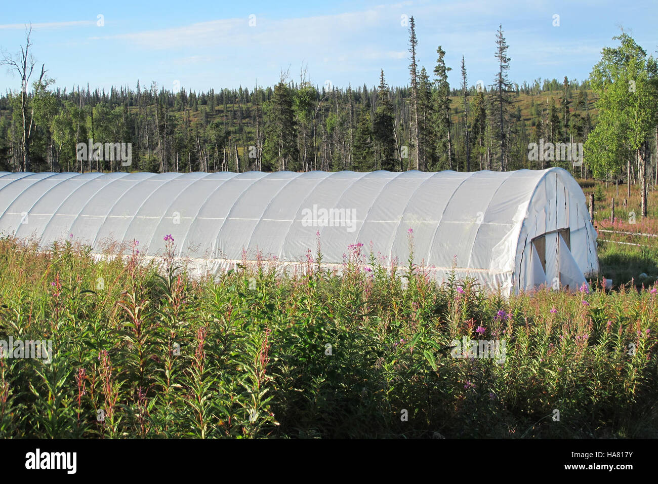 A high tunnel farming initiative in Alaska, supported by the USDA ...