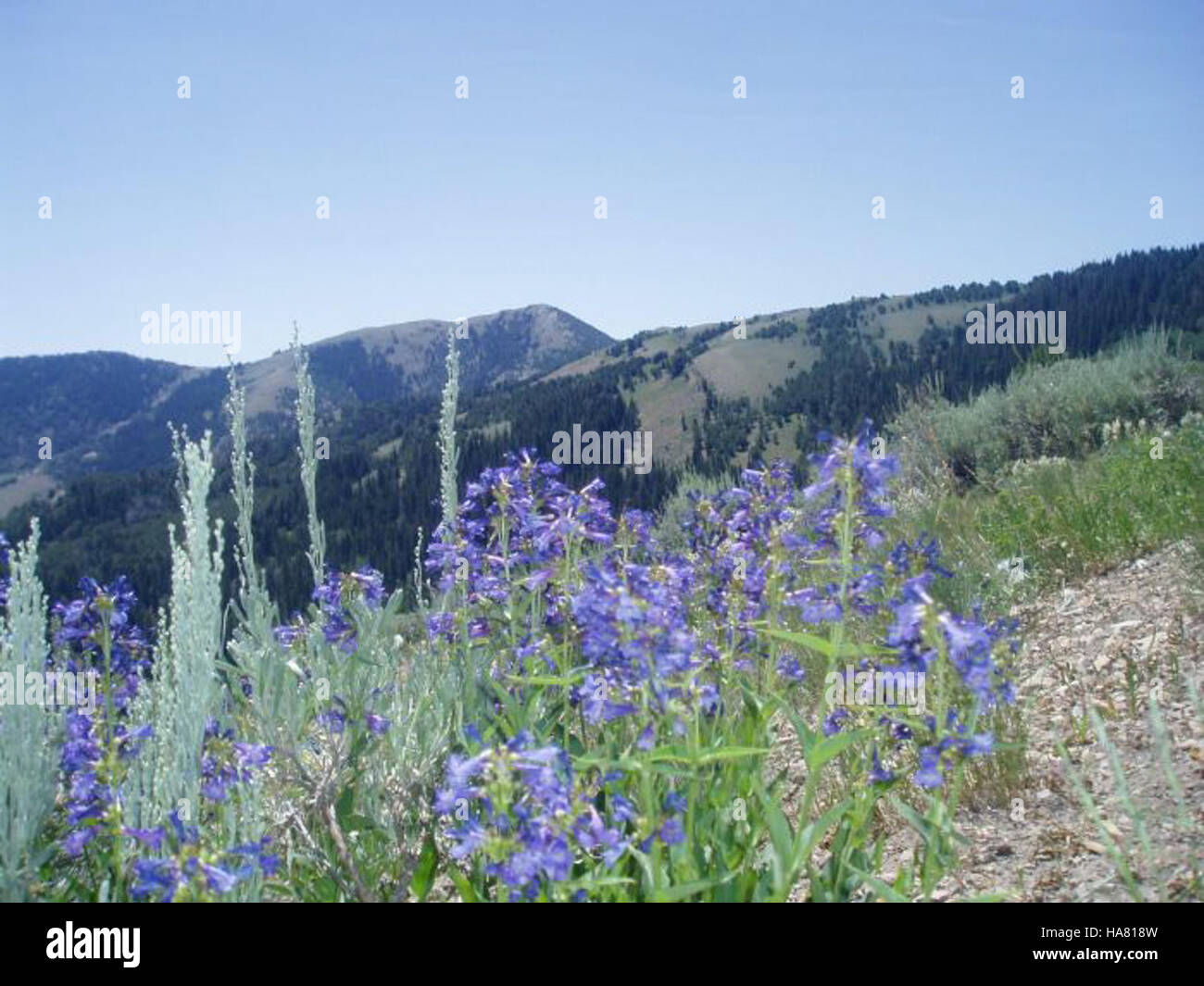 Goshute Canyon Wilderness in Nevada is a protected area that offers ...