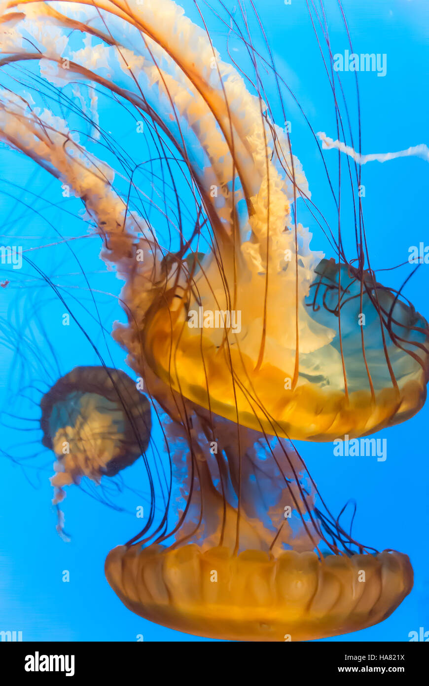 Sea Nettles Swimming in Aquarium Stock Photo - Alamy