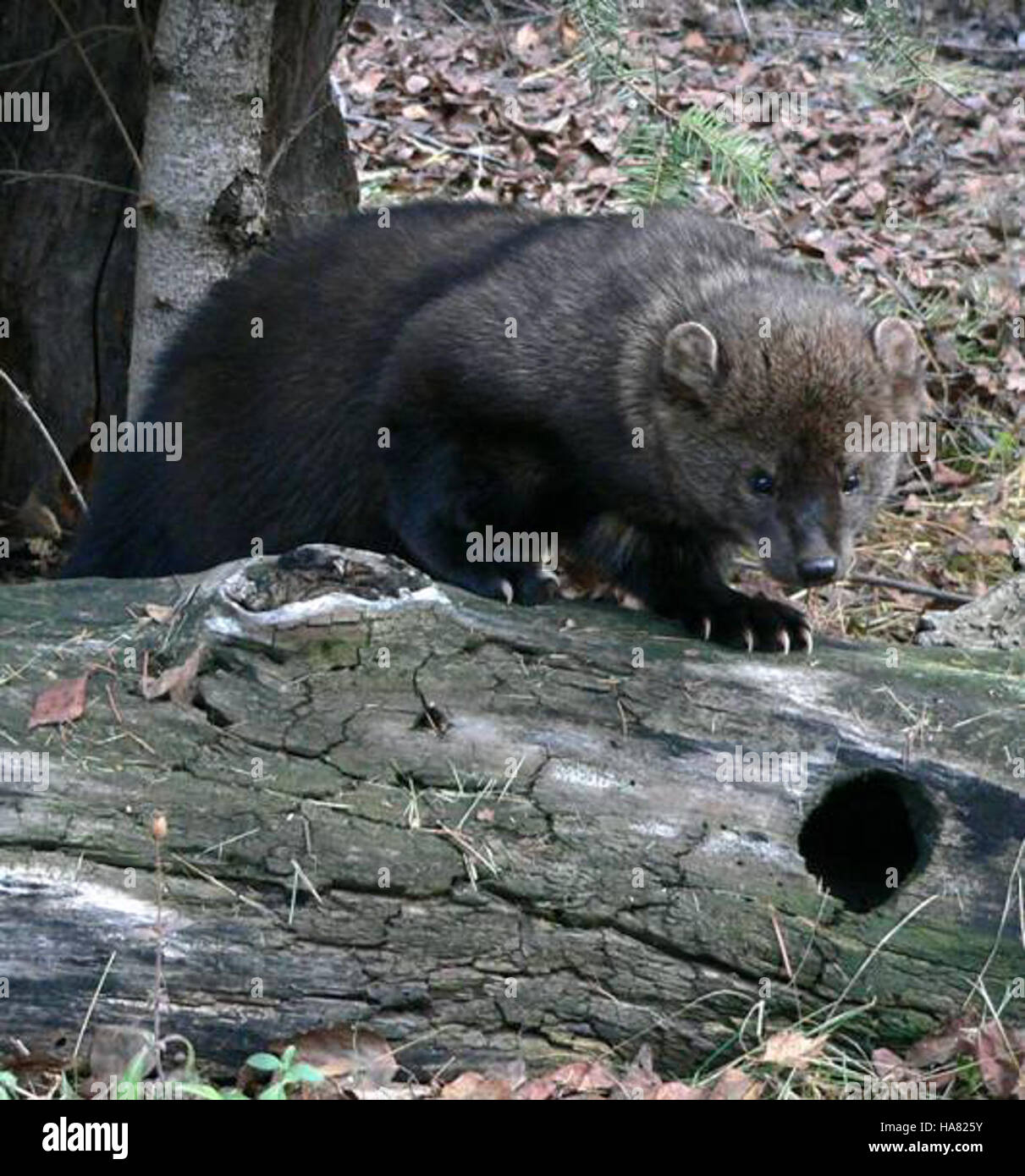 usdagov 7678716410 western fisher Stock Photo - Alamy