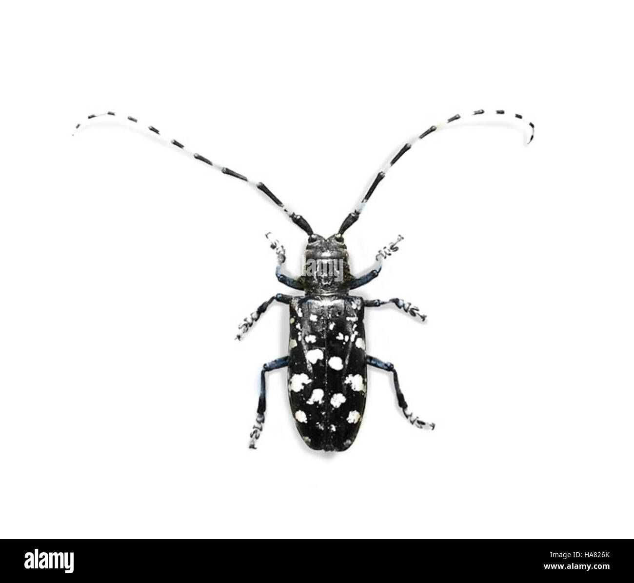 The ALB (Asian Longhorned Beetle) is a significant pest that threatens ...