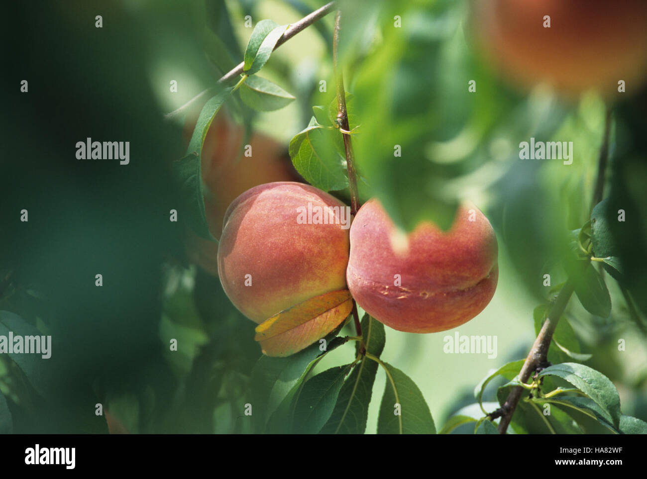 The 150th anniversary of the USDA celebrated the harvest of peaches ...