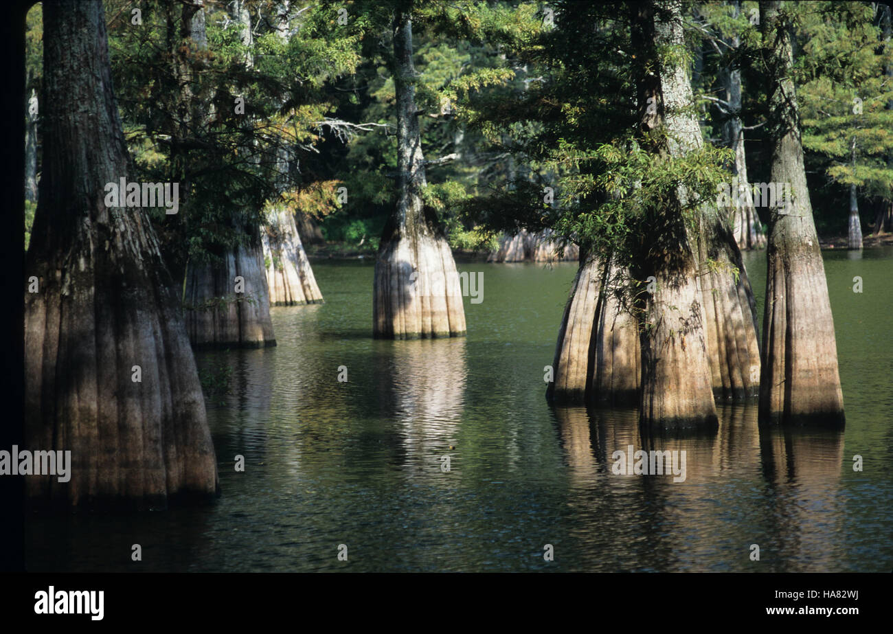 A ceremony marking the 150th anniversary of the National Forest System ...
