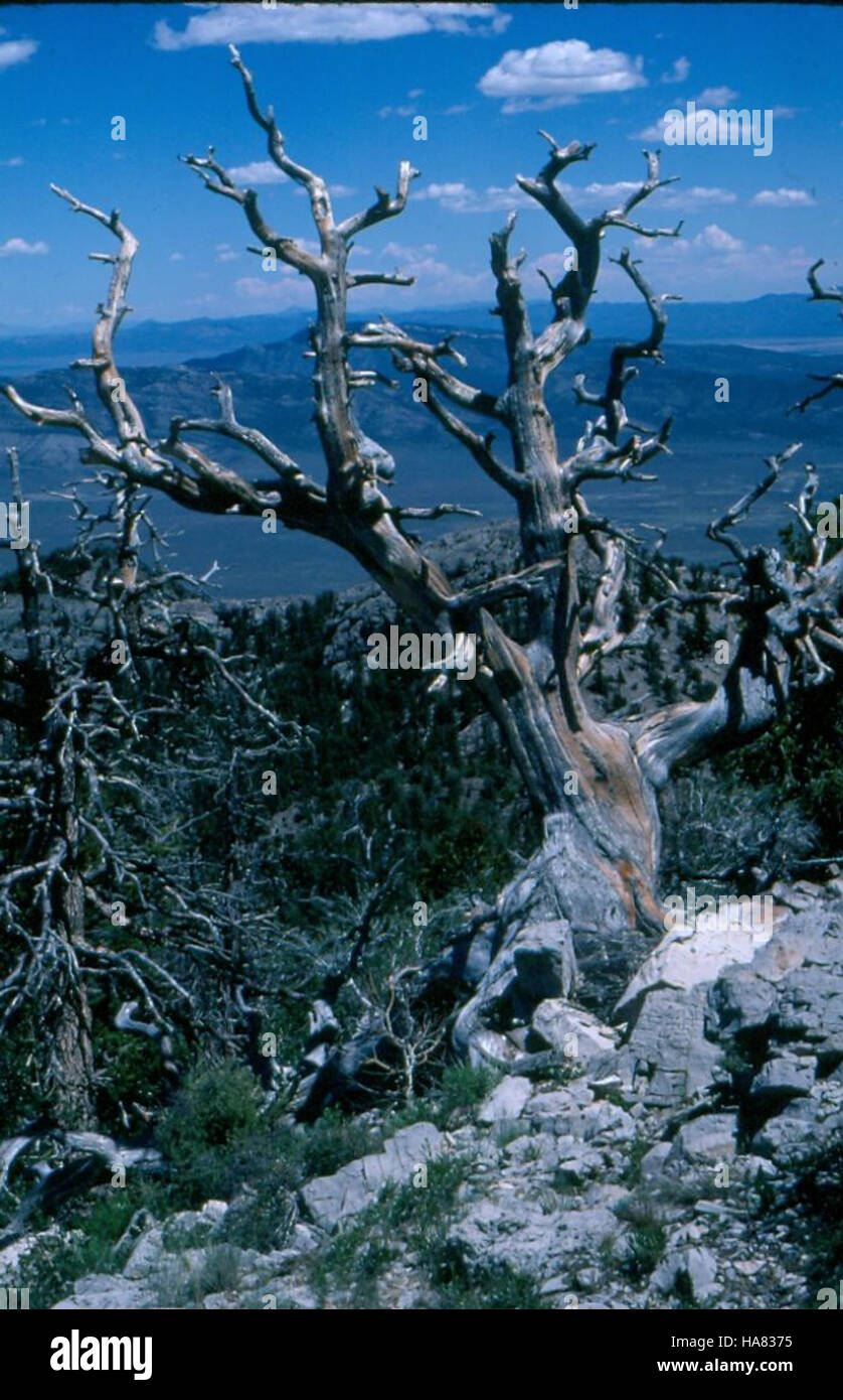 blmnevada 5510169604 Far South Egans Wilderness Stock Photo - Alamy