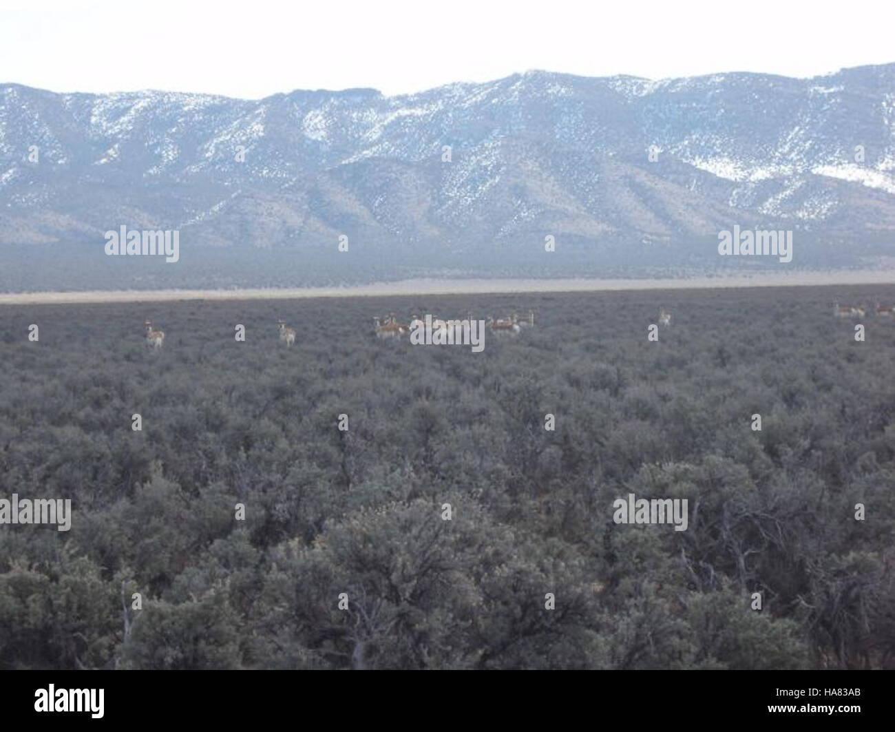 The Far South Egans Wilderness in Nevada is a remote, ecologically ...
