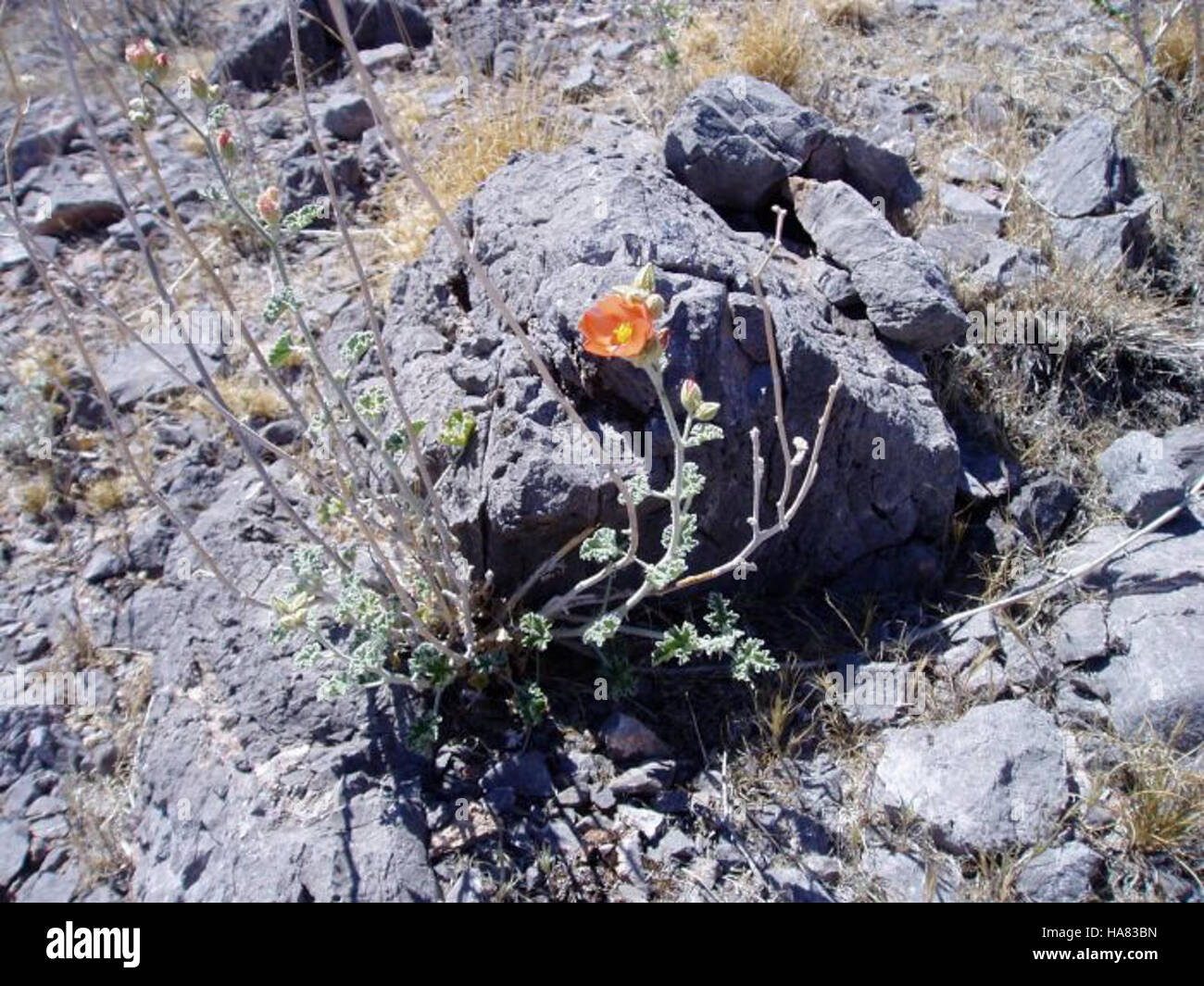 The Mormon Mountains in Nevada showcase a diverse landscape of rugged ...
