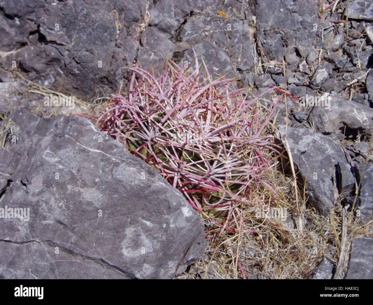 The Mormon Mountains in Nevada are a significant geological feature in ...