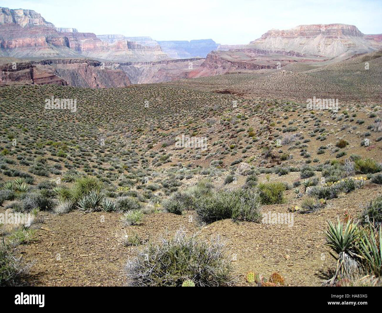 Blackbrush hi-res stock photography and images - Alamy