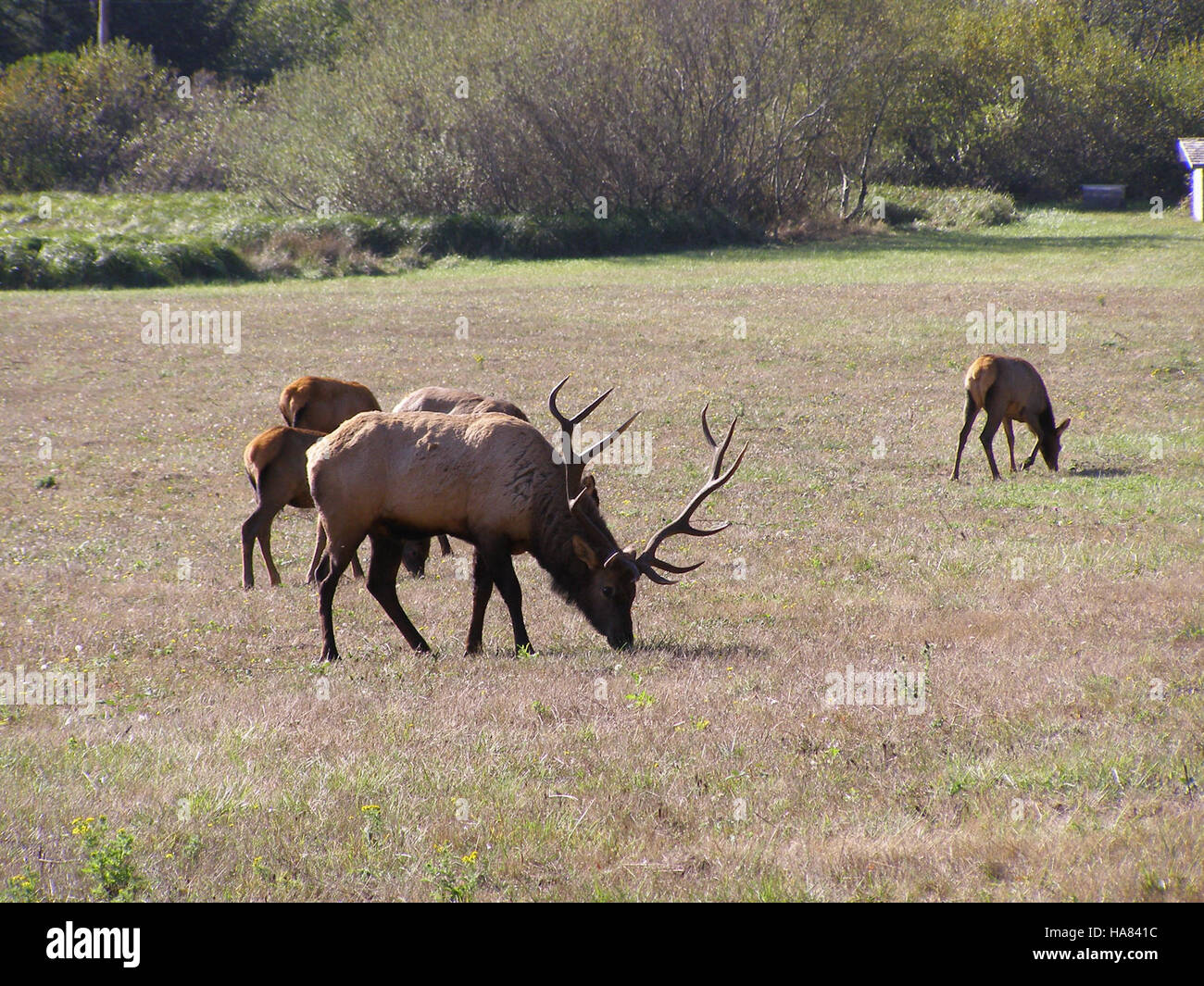 Roosevelt Elk grazing in a national park, illustrating the biodiversity ...
