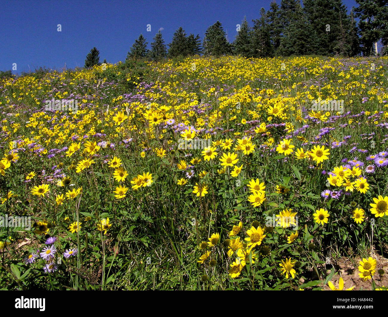 This USDA image captures a national park landscape, promoting ...