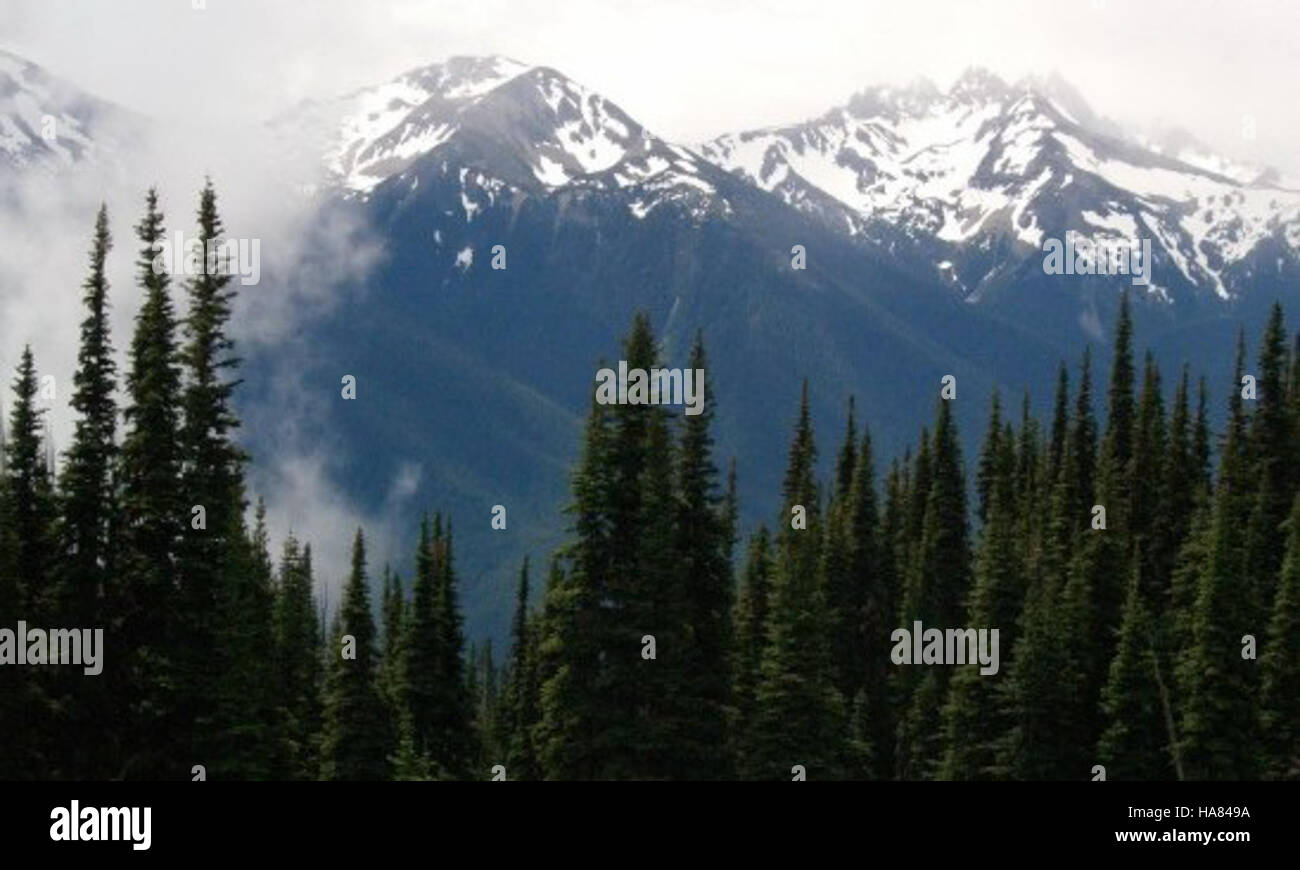 The Olympic National Forest in Washington State is renowned for its ...