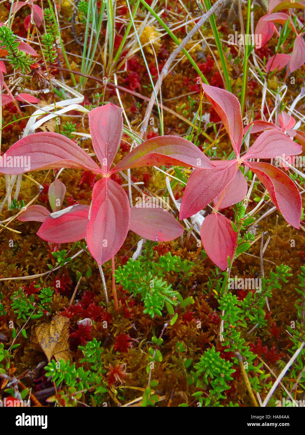 This image captures the vibrant fall colors in nature, showcasing the ...