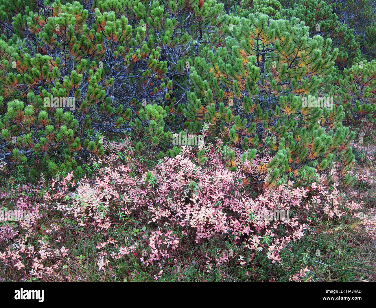 This image captures the vibrant fall colors in a U.S. forest ...