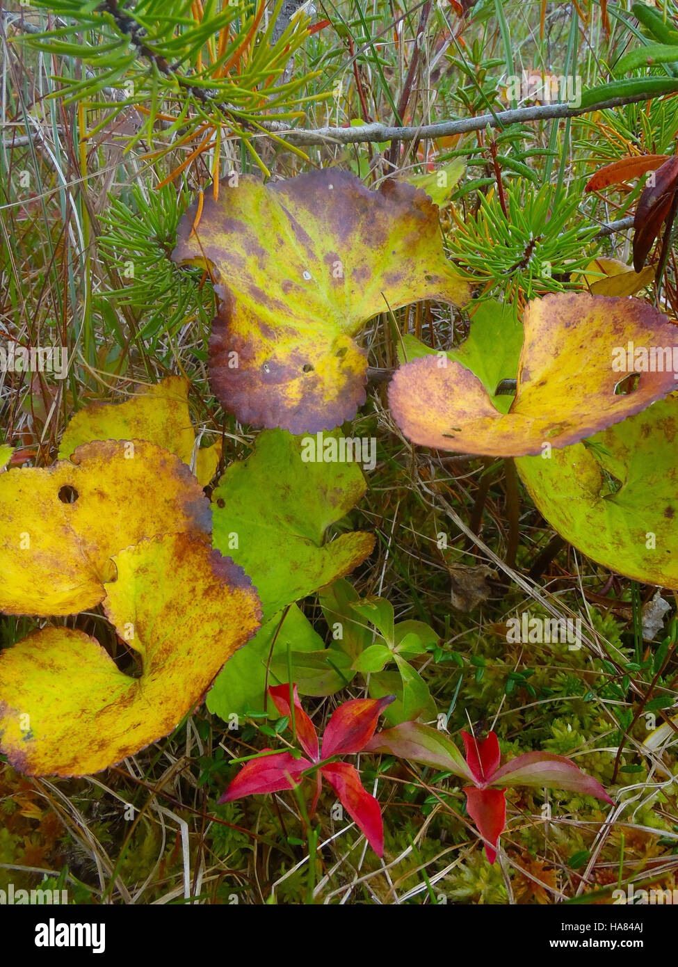 This image captures the vibrant fall colors in a forested landscape ...