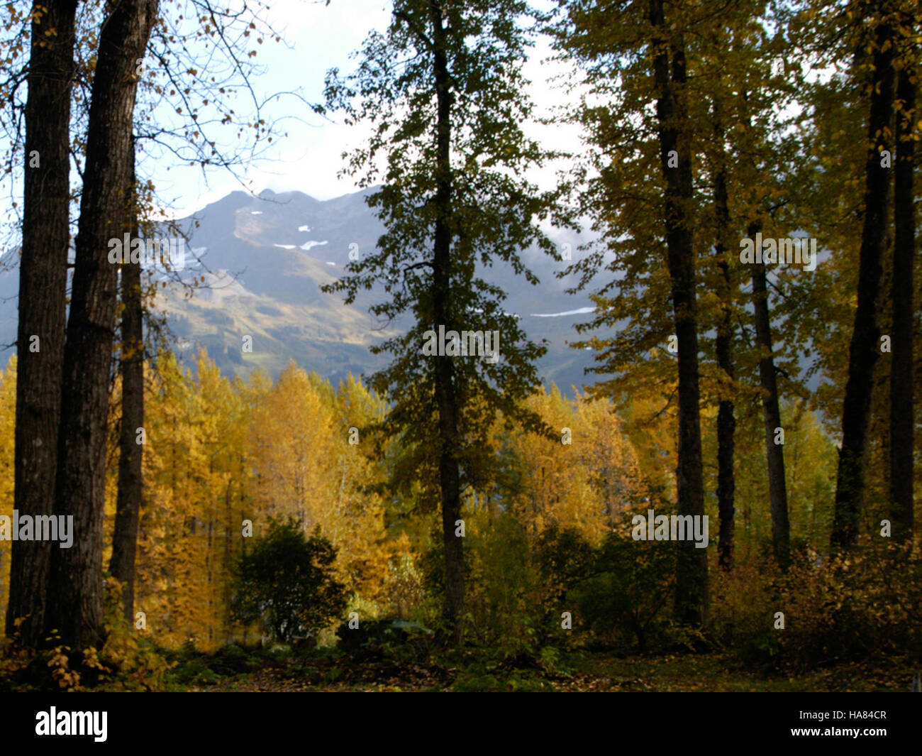 The fall colors of trees and foliage in natural areas create vibrant ...