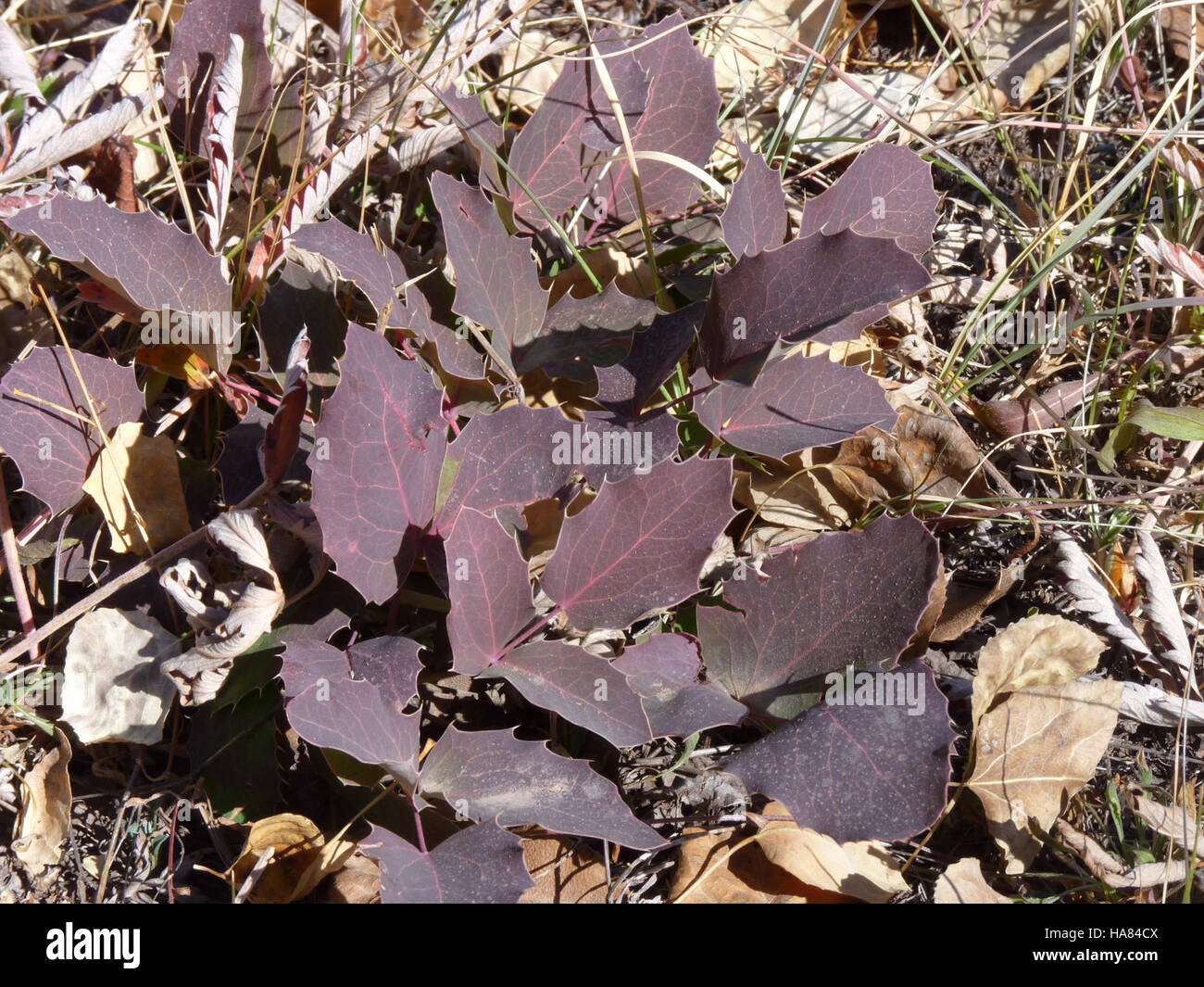 Fall wildflowers bloom in various U.S. national parks, contributing to ...