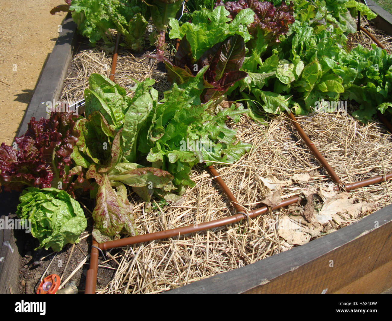 Drip tubing used at TPC is an irrigation technology employed to ...