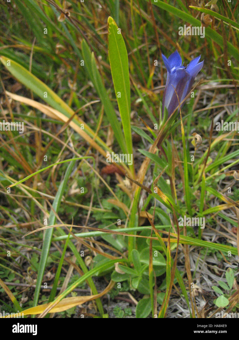Fall wildflowers are showcased in this image from a national park in ...