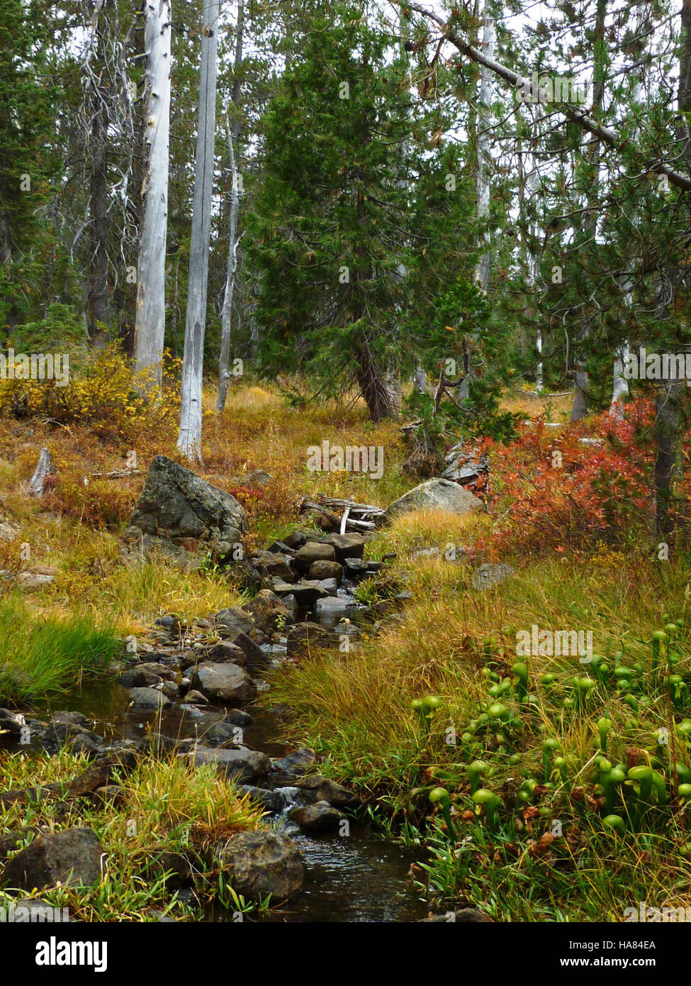 Fall wildflowers in national parks across the United States showcase ...