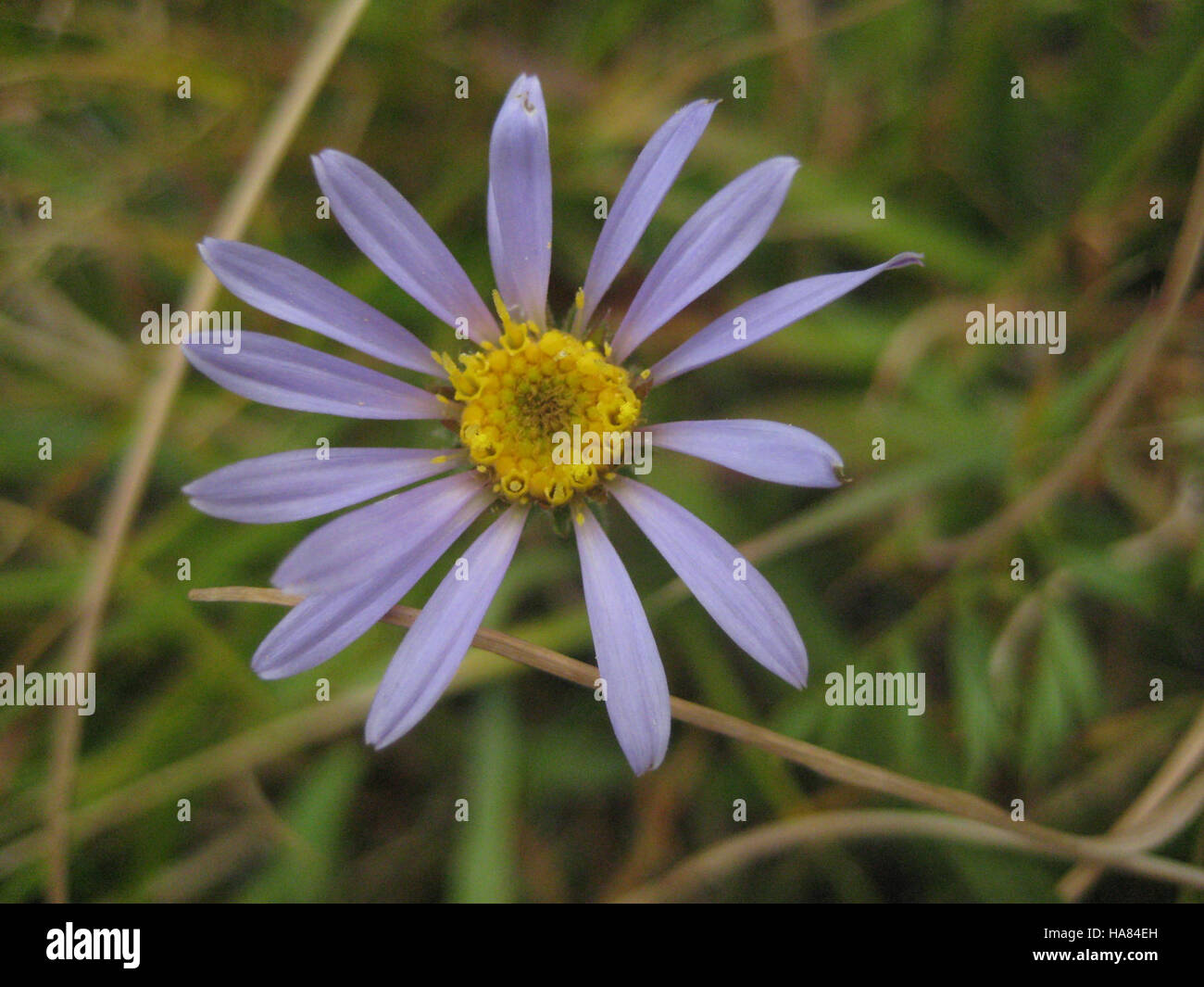 Fall wildflowers bloom across U.S. national parks, contributing to ...