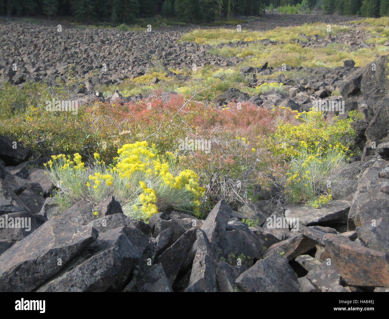 Fall wildflowers bloom across U.S. national parks, providing an ...