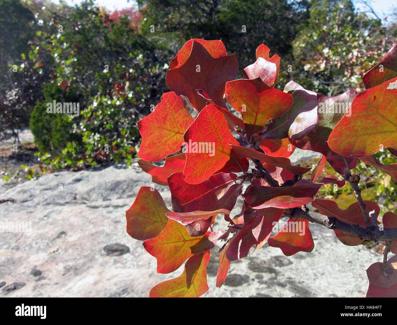 Blackjack oak tree hi-res stock photography and images - Alamy