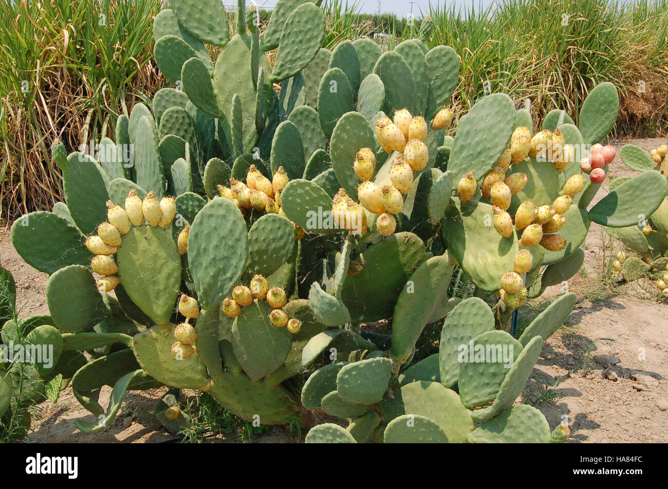 Cactus fruit benefits hi-res stock photography and images - Alamy