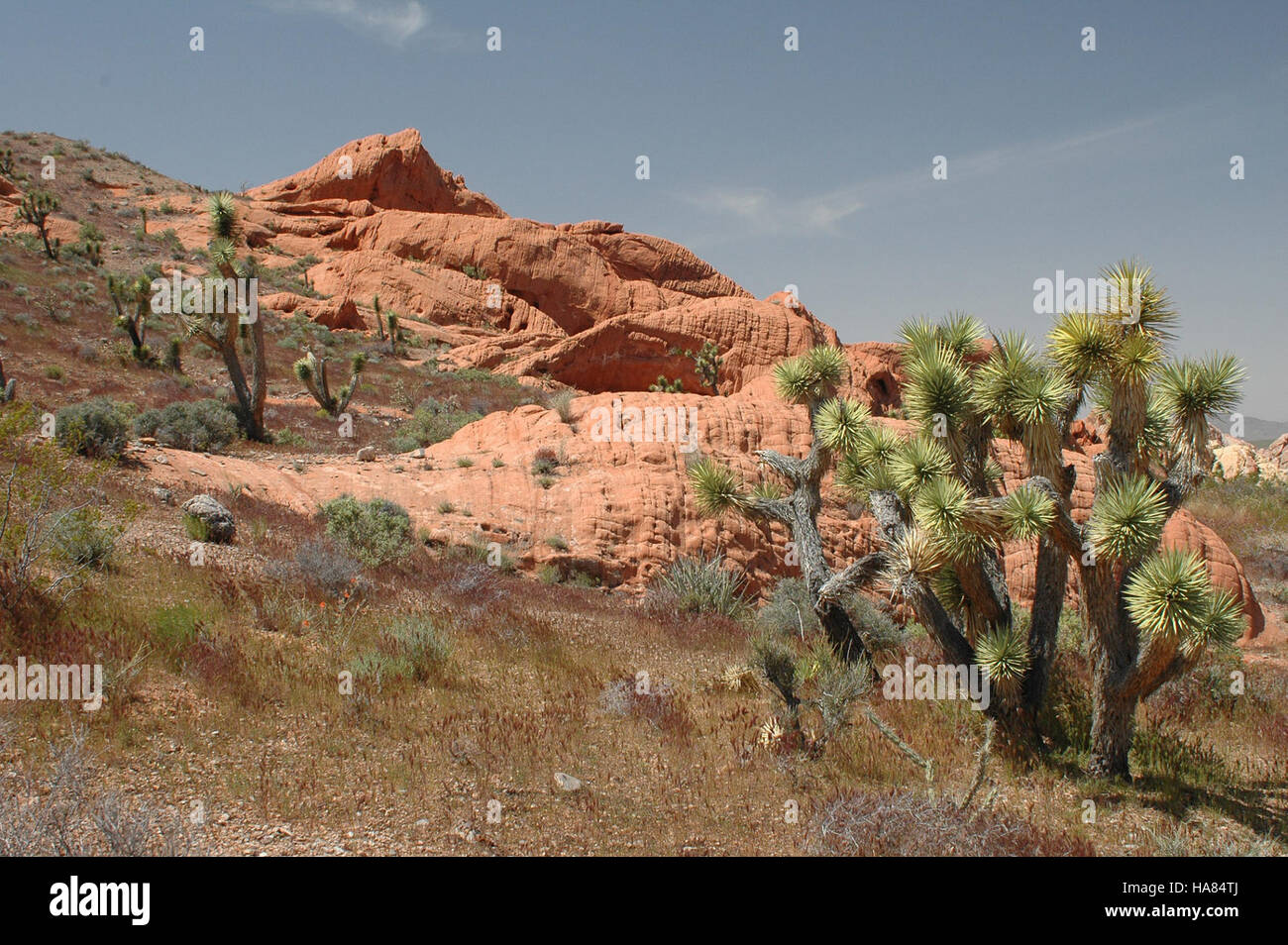 Joshua Tree National Park is home to iconic Joshua trees, a symbol of ...