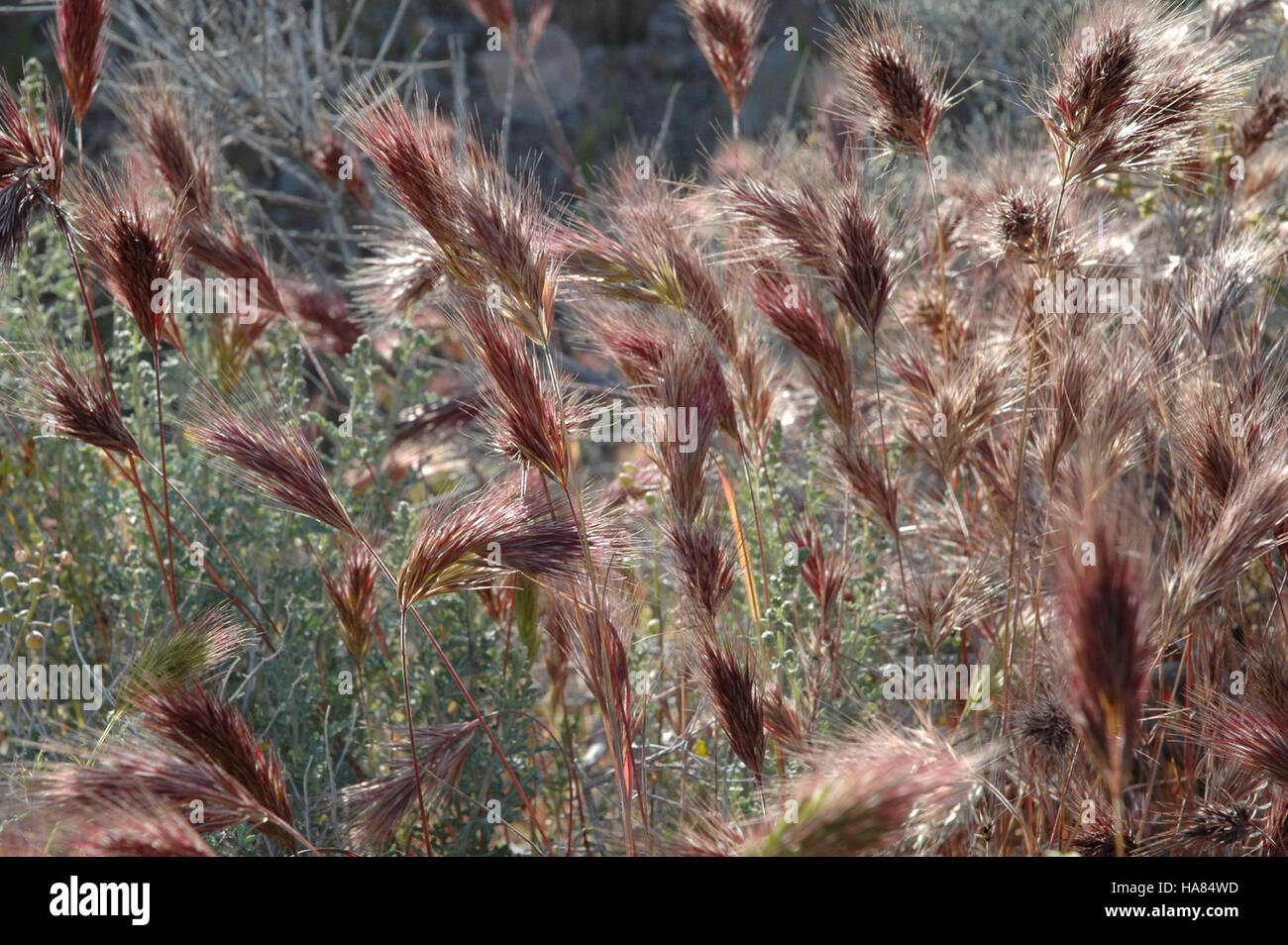 Red Brome, an invasive grass species, is shown in Nevada’s National ...