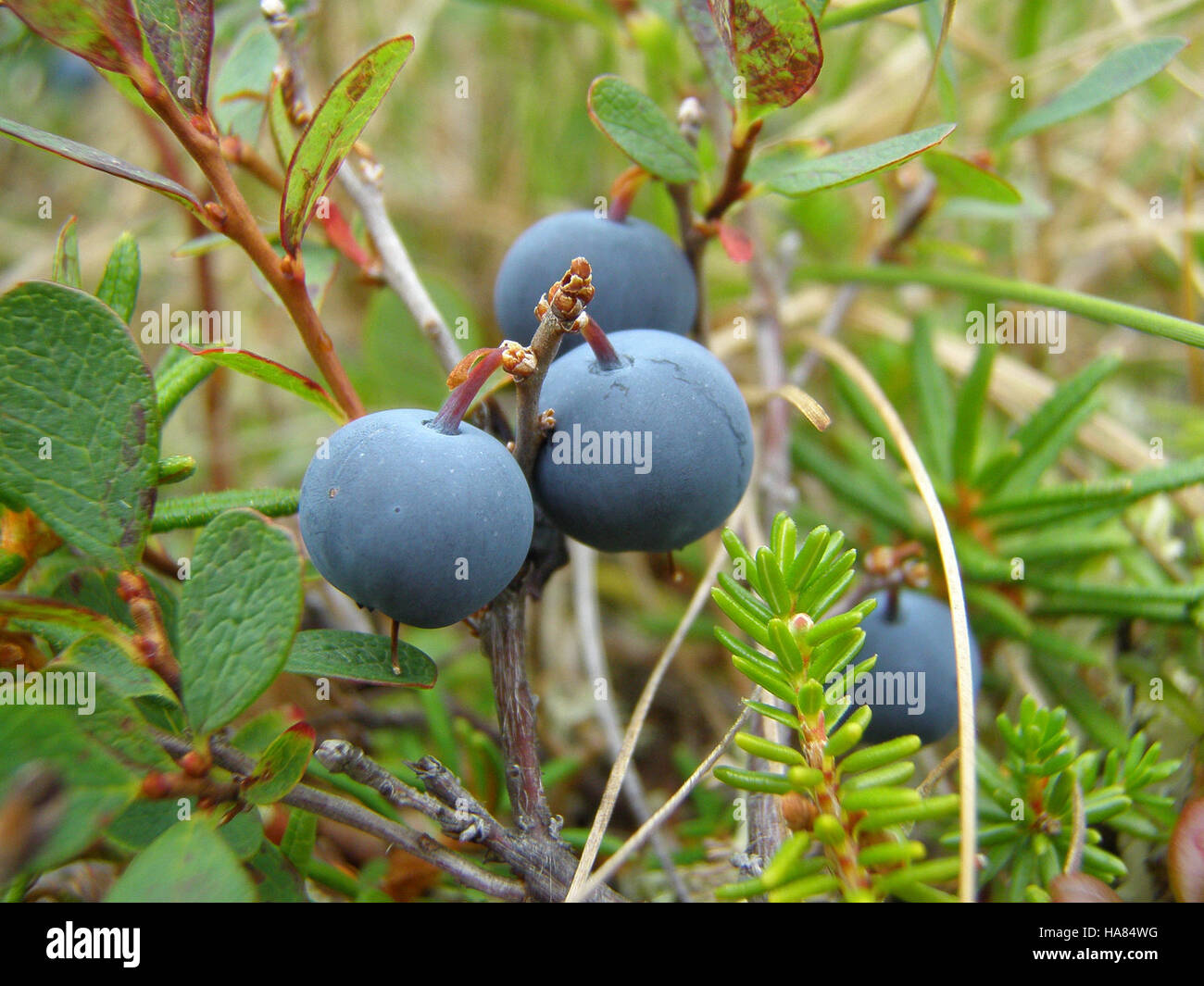 A USDA-related image depicting nature science and conservation efforts ...
