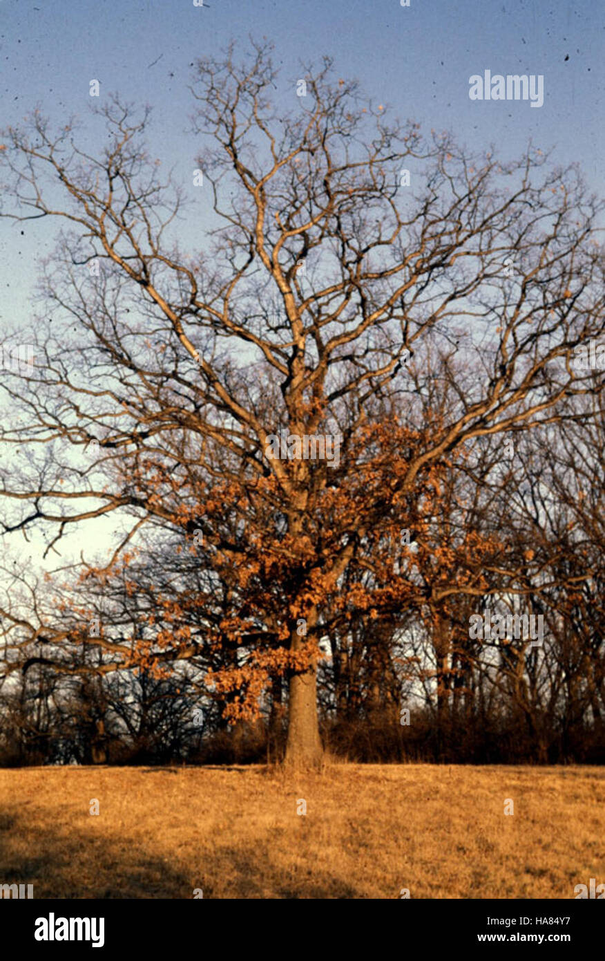 The winter solstice marks the shortest day of the year. At this time ...