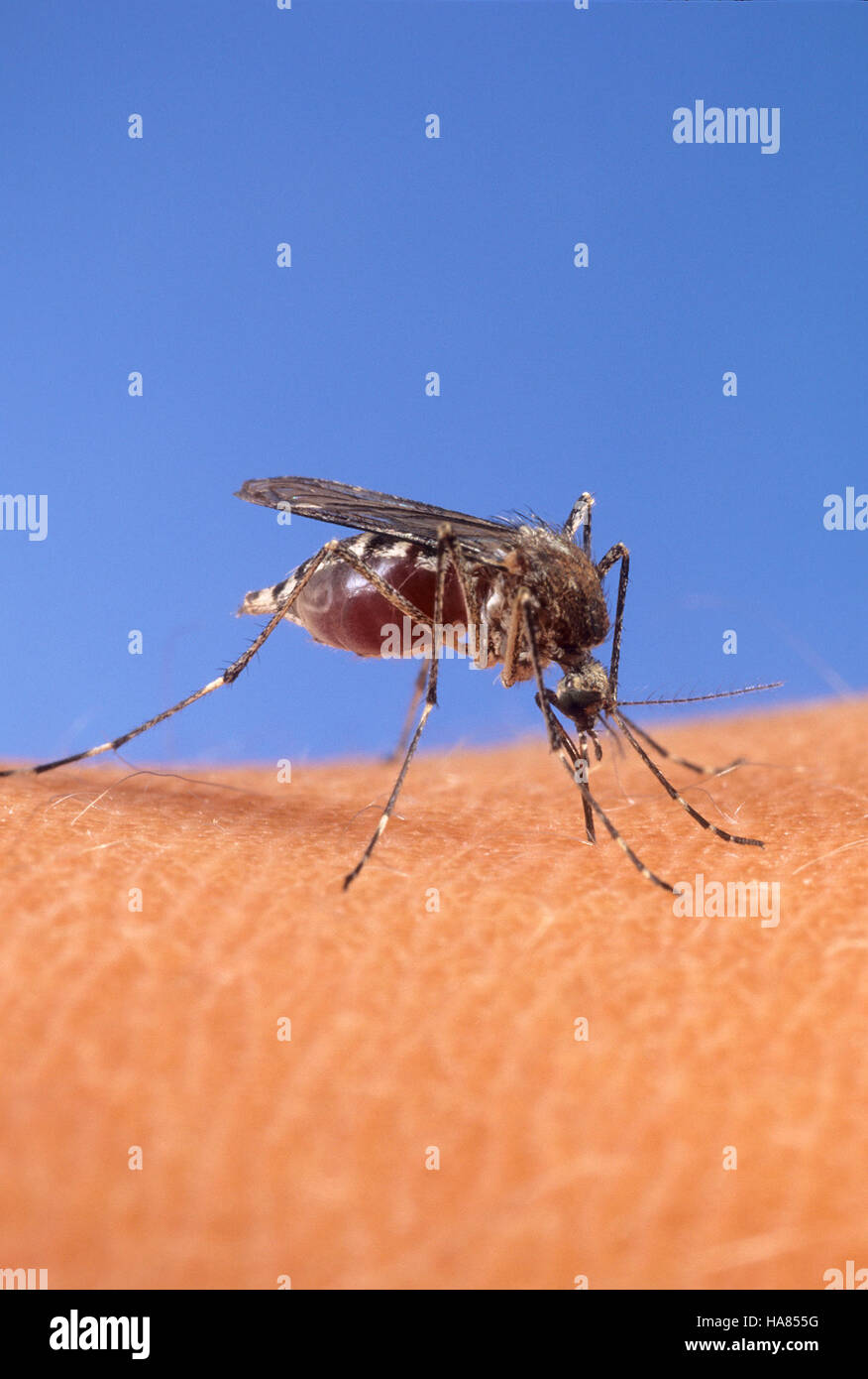The mosquito, a common insect found in national parks and other ...
