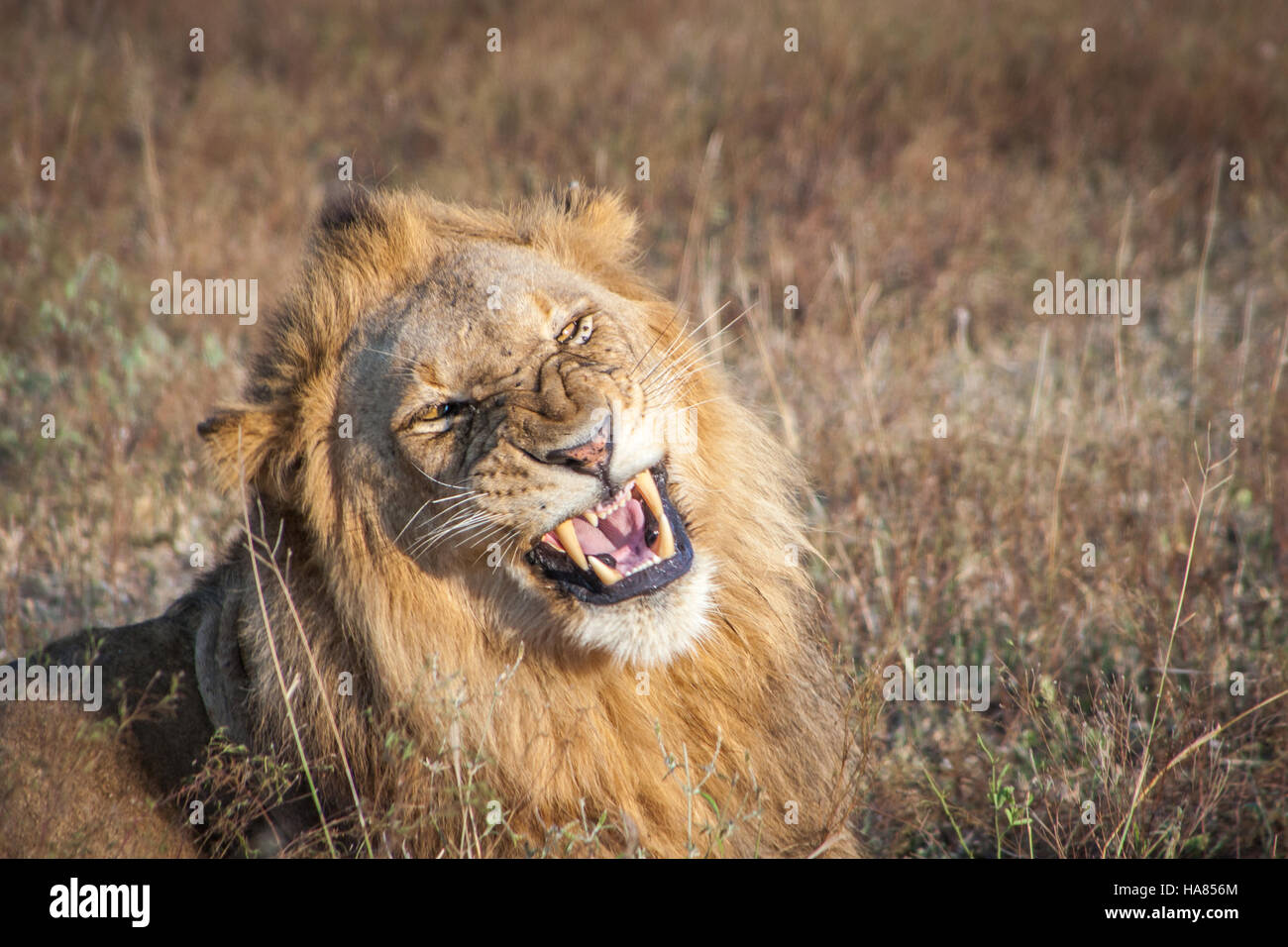Growling male Lion in the Kruger National Park, South Africa Stock ...
