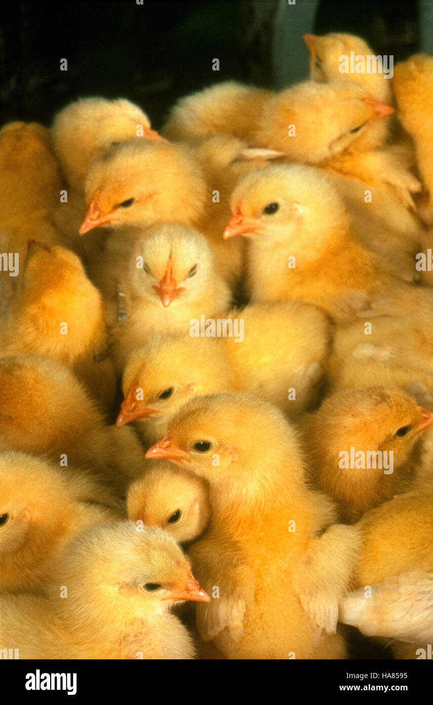 The USDA's Agricultural Research Service (ARS) conducts research on ...