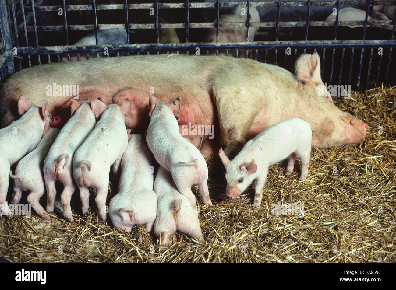 USDA research on farm animals, including pigs and sows, contributes to ...