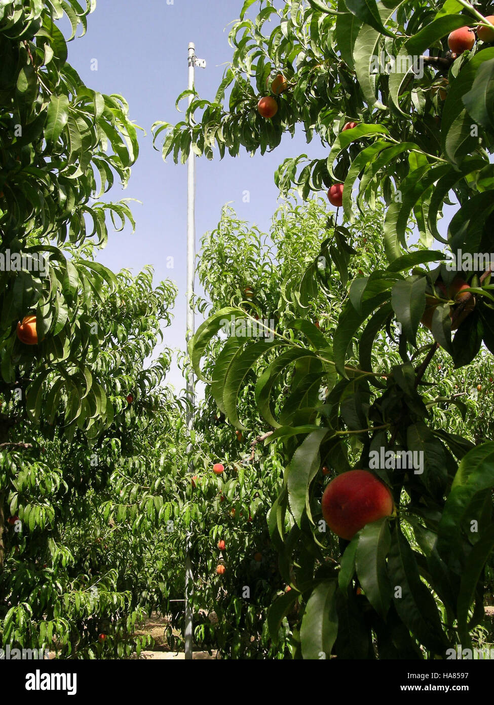 This infrared irrigation thermometer measures tree canopy temperature ...