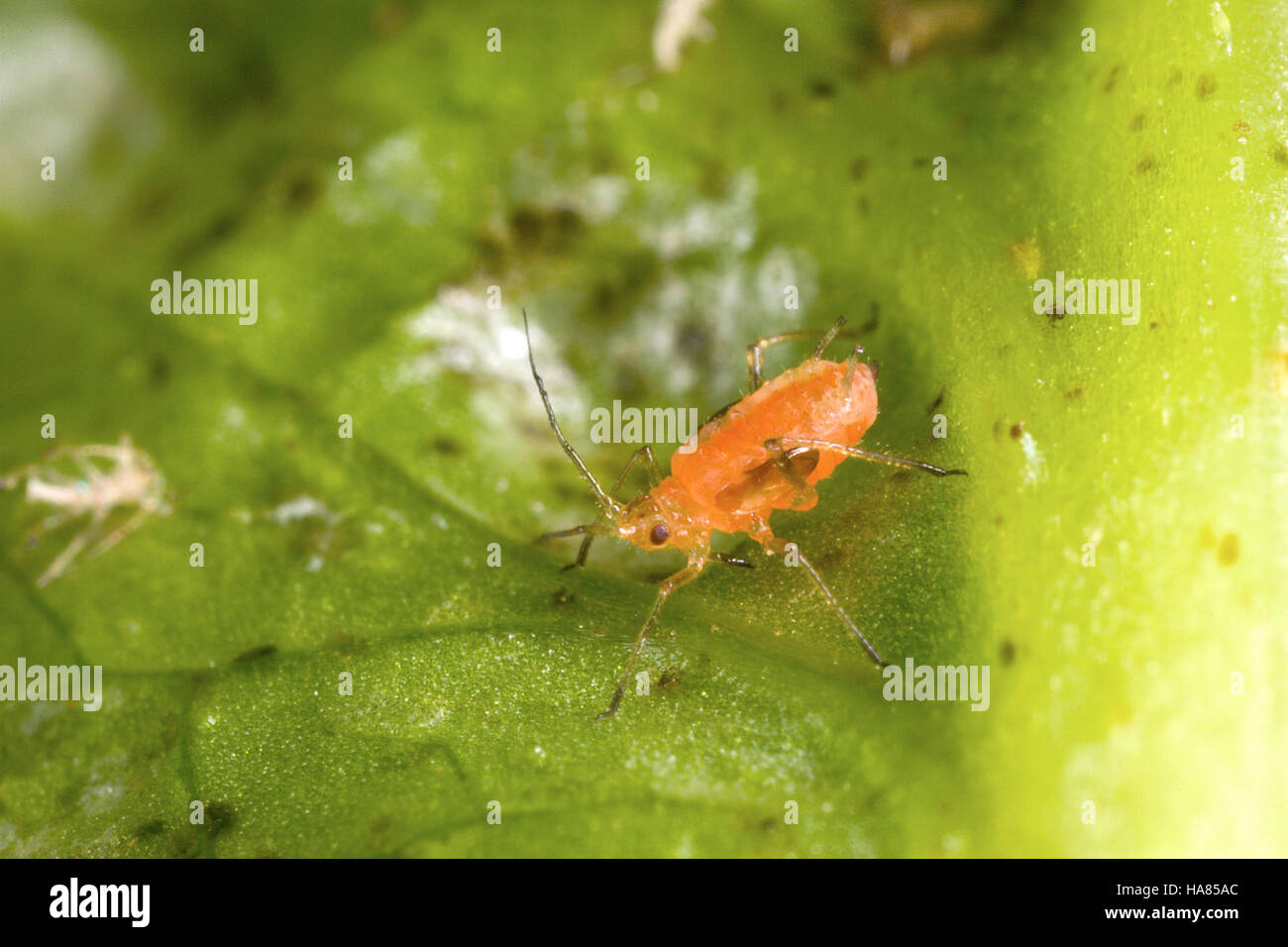 Aphid control methods hi-res stock photography and images - Alamy