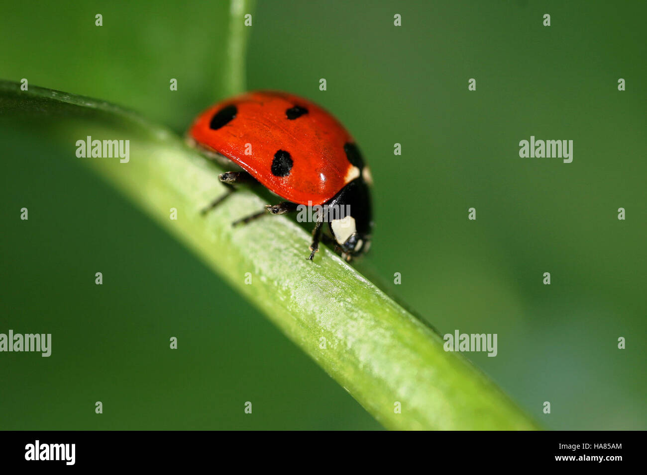 This image shows a lady beetle, or ladybug, an insect that plays a ...