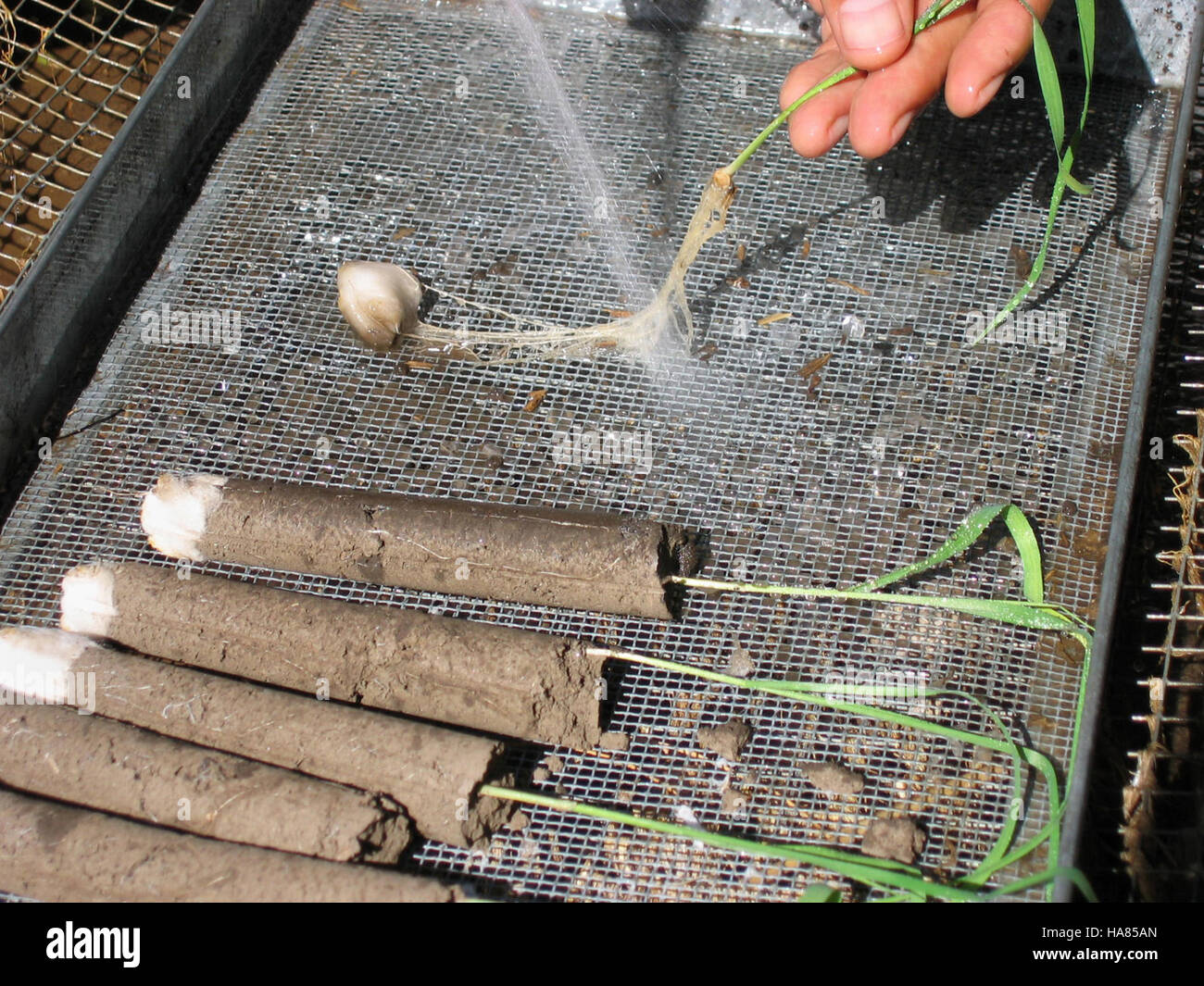 The USDA Agricultural Research Service is advancing biological control ...