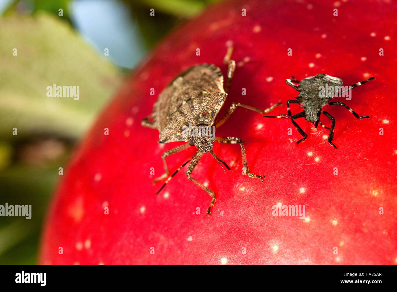 Insect pests of farm crops hi-res stock photography and images - Alamy