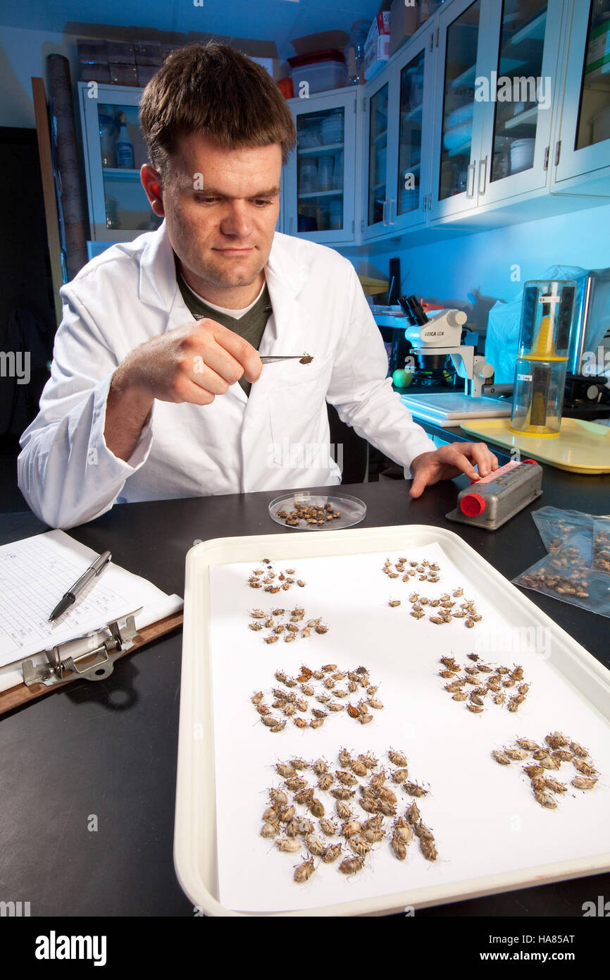 A research scientist at the USDA conducts studies on insect pests ...