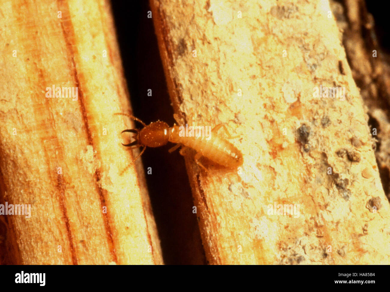 USDA's Agricultural Research Service (ARS) conducts studies on ...