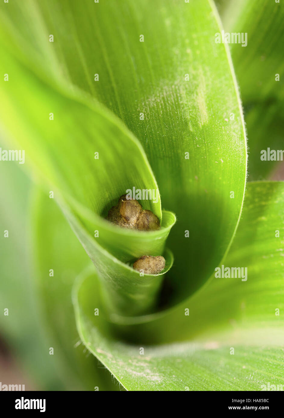 This image shows the corn plant research conducted by the USDA’s ...