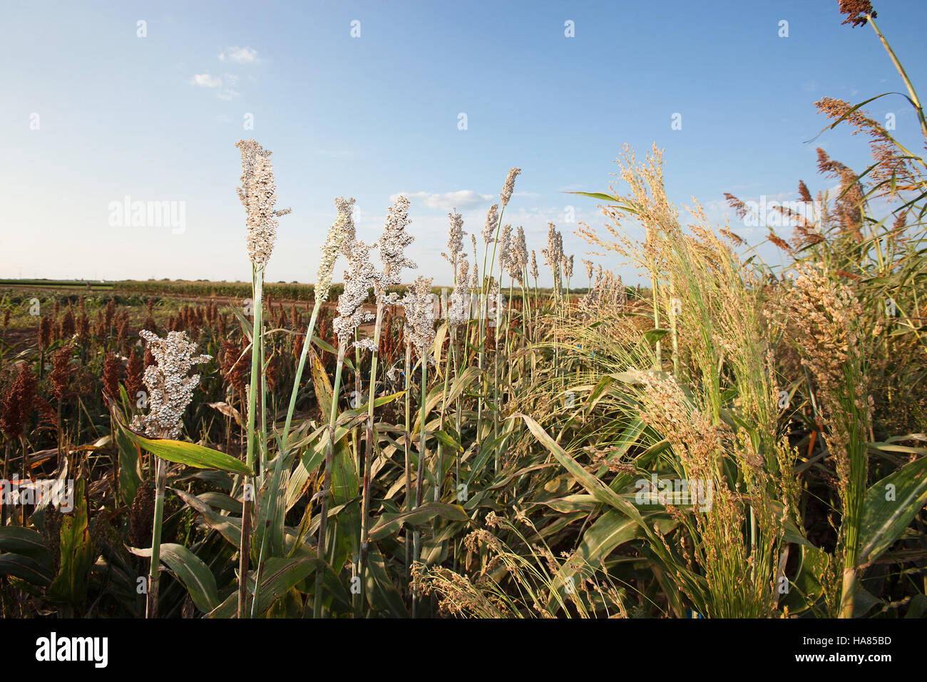 The USDA’s Agricultural Research Service (ARS) in Texas conducts ...