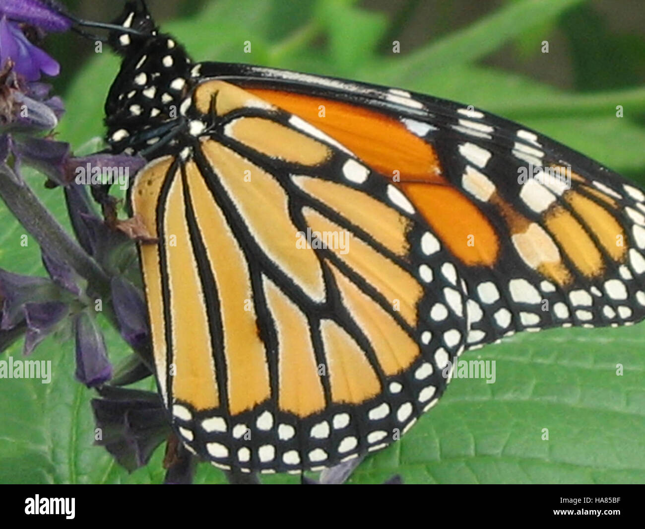 Research by the USDA focuses on the role of milkweed in supporting ...