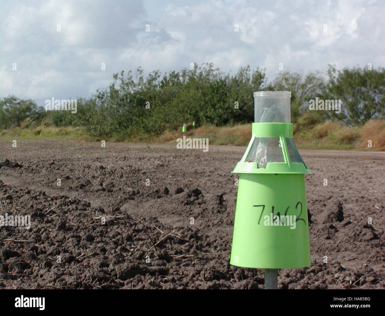 USDA’s Agricultural Research Service (ARS) studies boll weevil ...