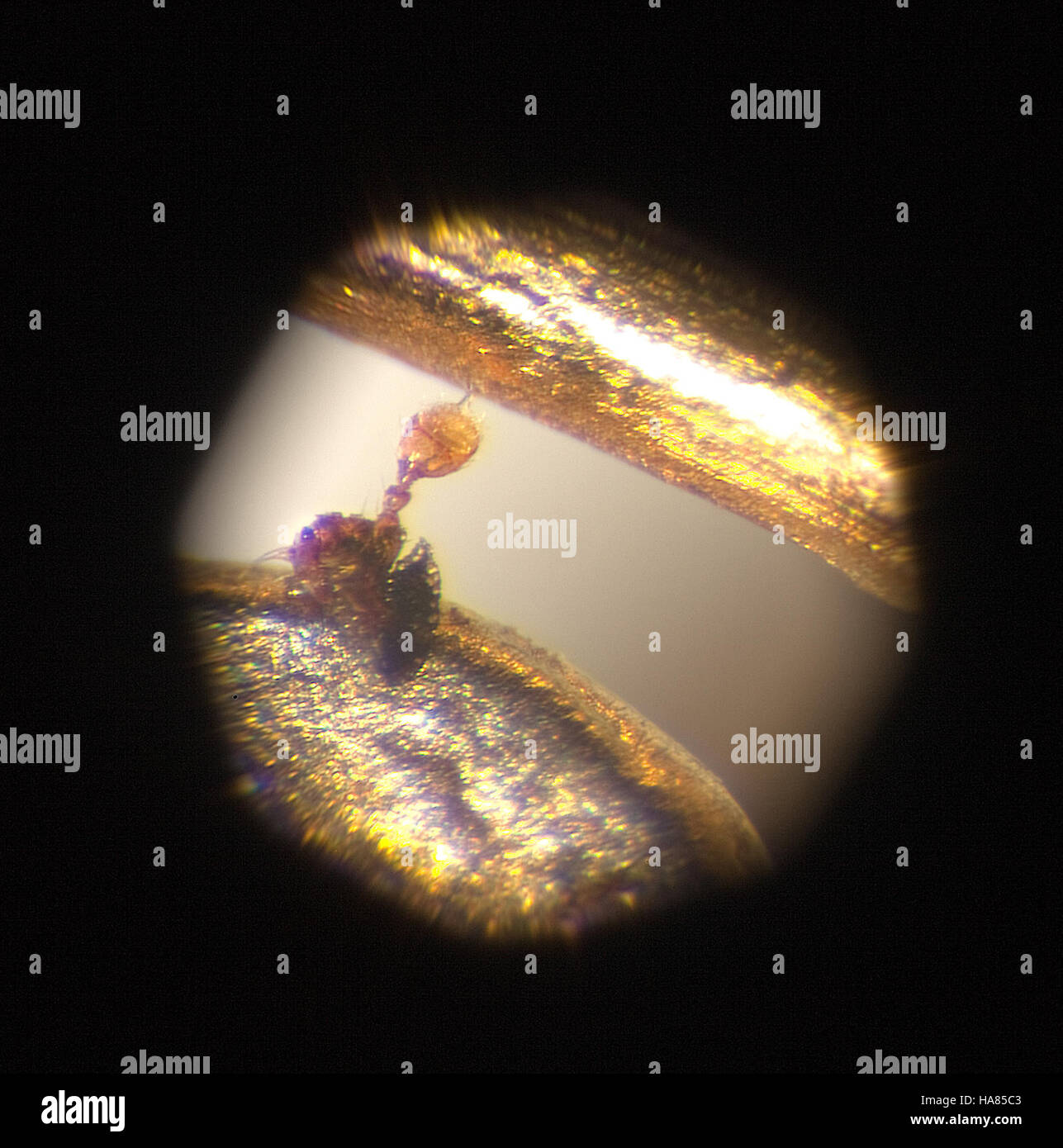 Microscopic support hi-res stock photography and images - Alamy