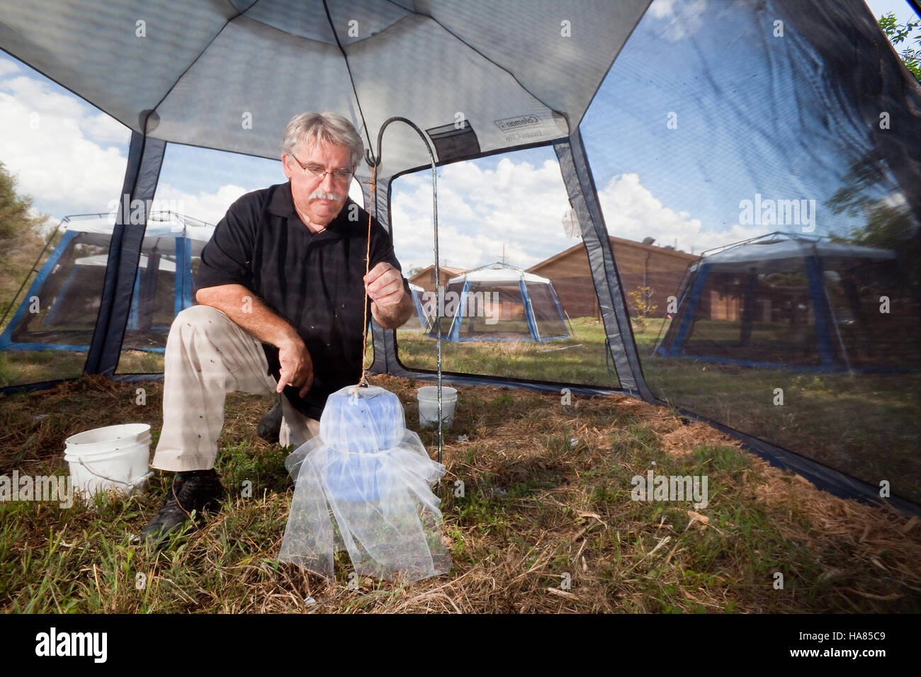 A USDA entomologist conducts research on flies, using scientific ...